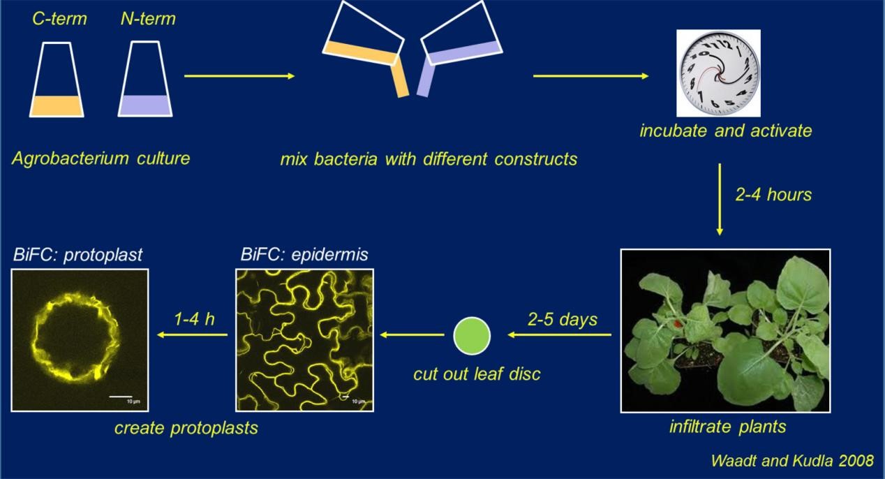 蛋白互作：双分子荧光互补实验 BiFC_安徽中科圣安生物技术有限公司