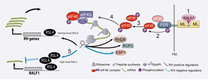 【Mol Plant】湖南大学通过BiFC、GST-pull down等蛋白互作技术揭示了RALF1-FERONIA复合体磷酸化eIF4E1促进蛋白质合成和极性根毛生长的机制_安徽中科圣安生物 ...